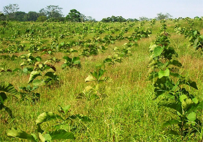 Semilla de teca | Compra semillas e insumos en el semillero