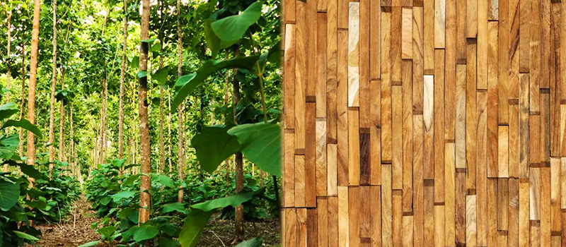 Semilla de teca | Compra semillas e insumos en el semillero