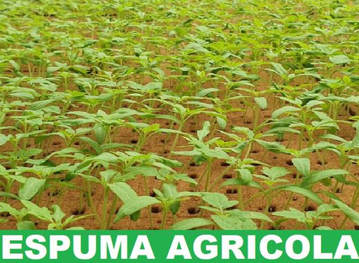 El Semillero, tienda de insumos agroforestales