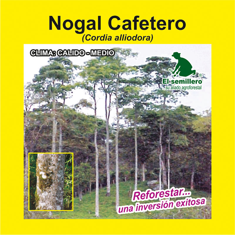 NOGAL CAFETERO (SEMILLA) | El Semillero SAS